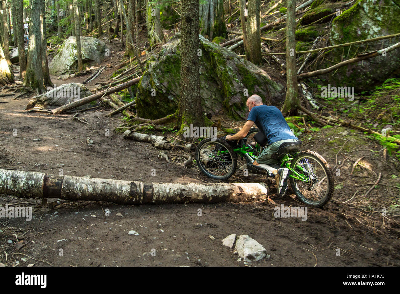 Image showing a wheelchair-accessible trail at Avalanche Lake in ...