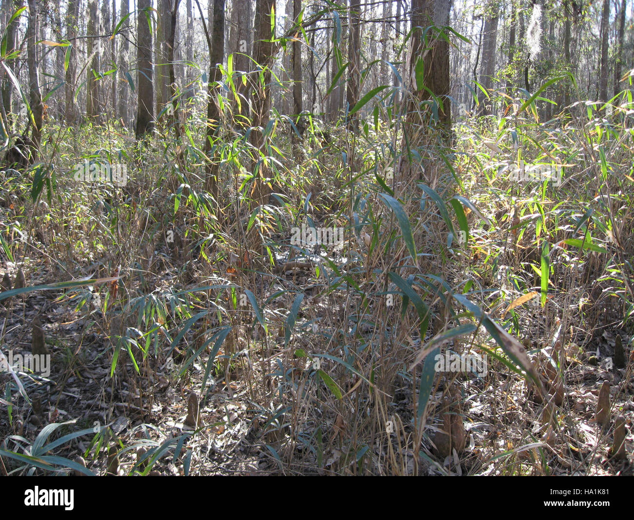 This image shows the Switch Cane plant at Congaree National Park ...