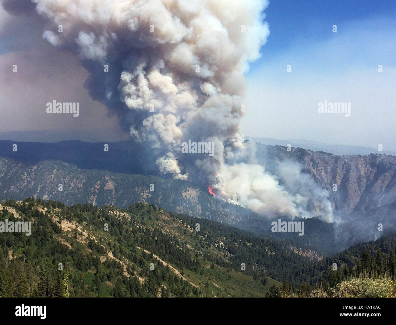 This image depicts a wildfire impacting forested areas, highlighting ...