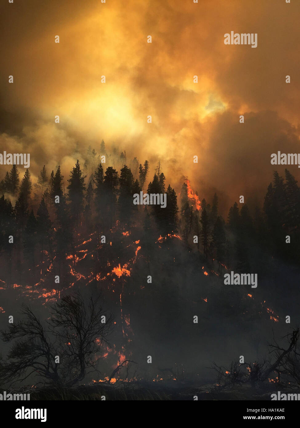A wildfire rages through a forested area, with firefighters working to ...