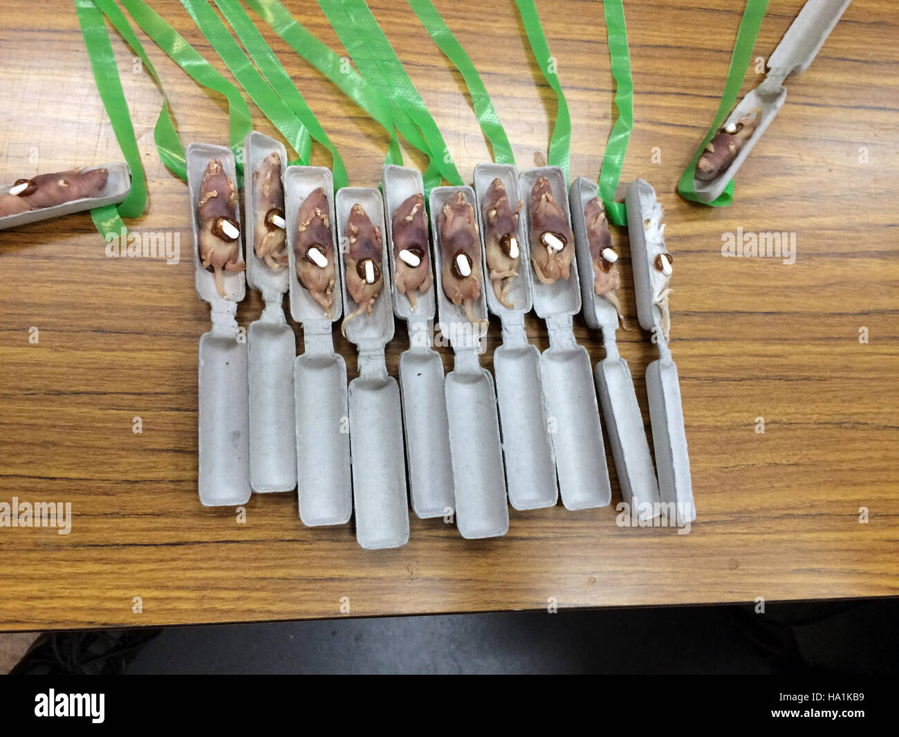 Aerial baiting was used by USDA's APHIS to deliver bait cartridges for ...