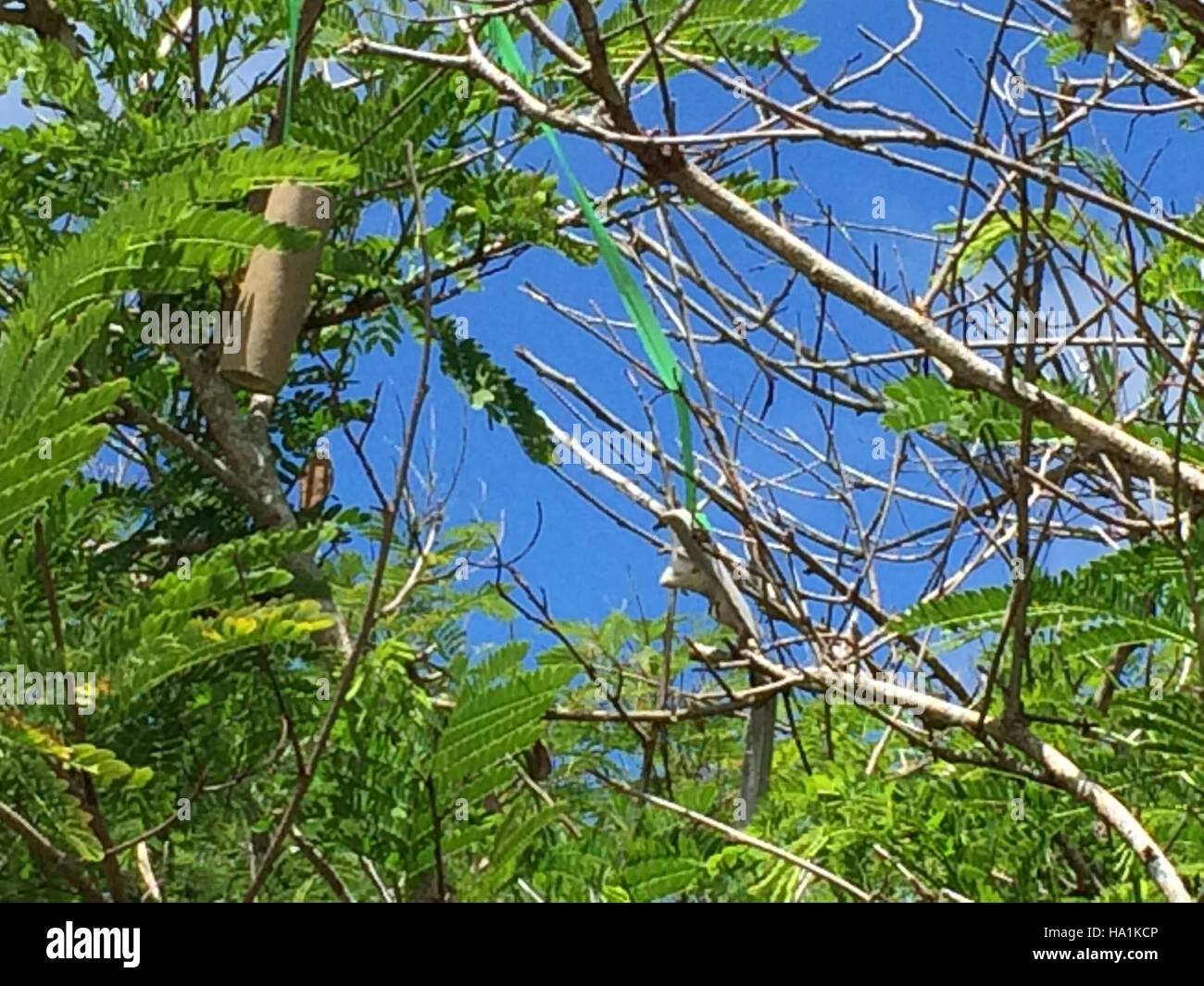 APHIS used an aerial bait delivery system to combat the invasive brown ...