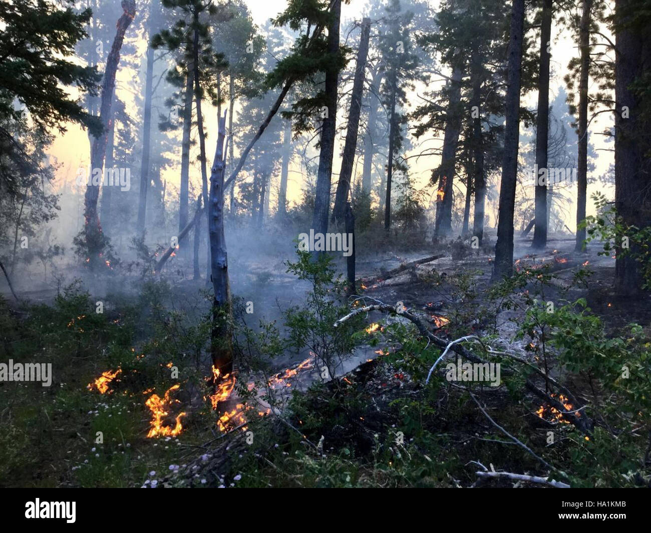 A wildfire in the Grand Canyon area of Arizona, reported by the U.S ...