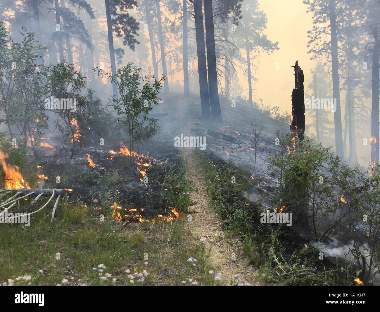 The Arizona Fire near the Grand Canyon highlights the challenges of ...