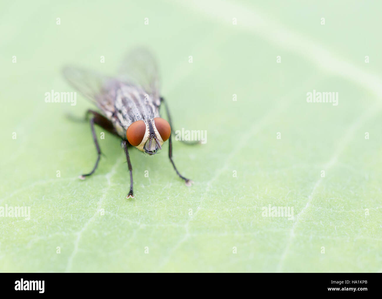 Insects intricate anatomy hi-res stock photography and images - Alamy