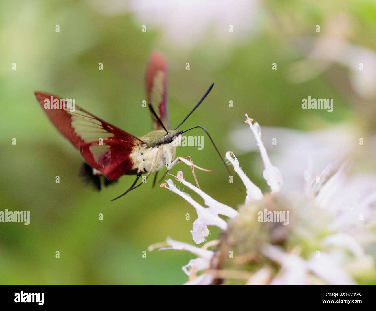 The Hummingbird Clearwing Moth, resembling a hummingbird, is captured ...