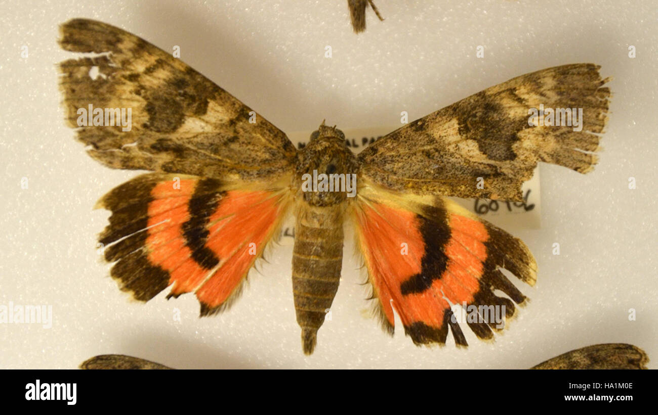 A moth species from the genus Catocala is observed in the Grand Canyon ...