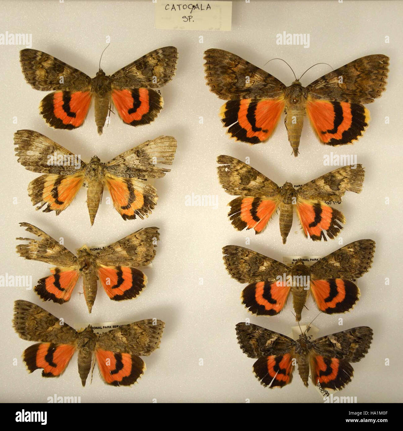 A photograph of a moth species, likely from the genus Catocala, taken ...