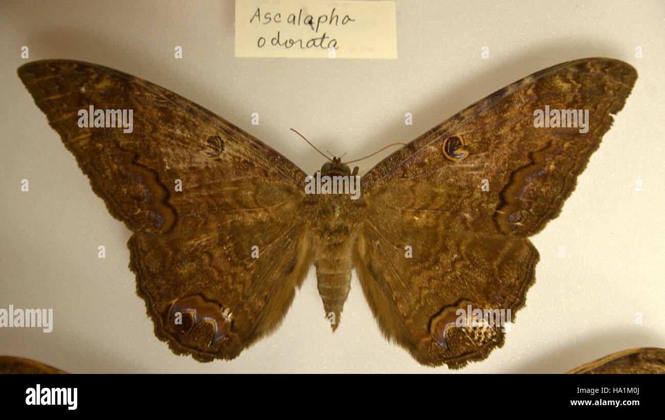 Ascalapha odorata, the grand canyon moth, photographed in Grand Canyon National Park. This large ...
