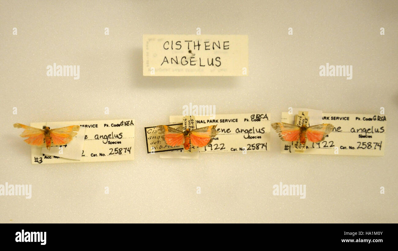 Cisthene angelus hi-res stock photography and images - Alamy