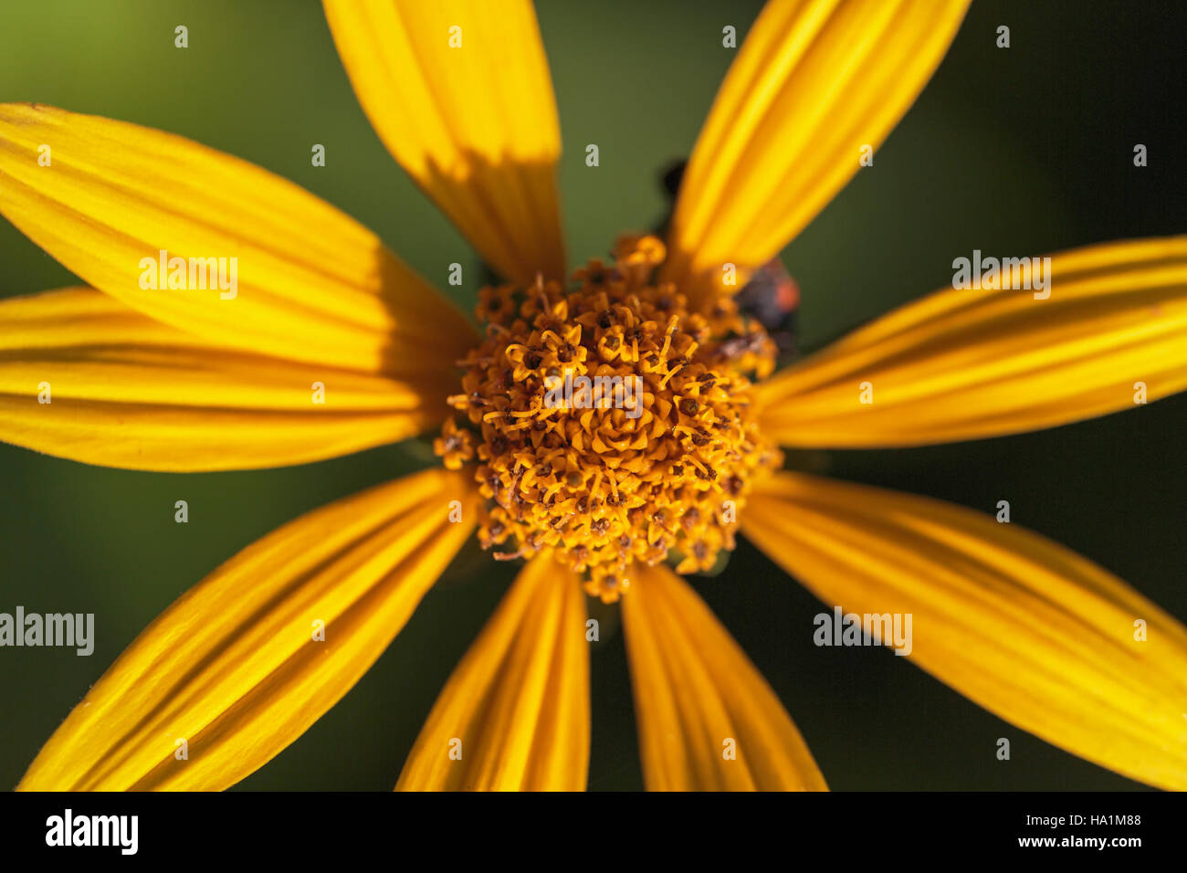 A photograph of a sunflower captures its vibrant yellow petals and ...