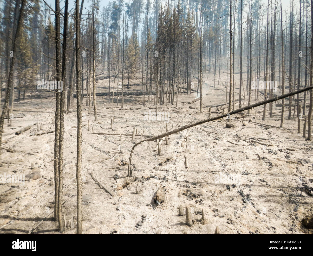 This image captures the aftermath of the Maple Fire, which occurred in ...