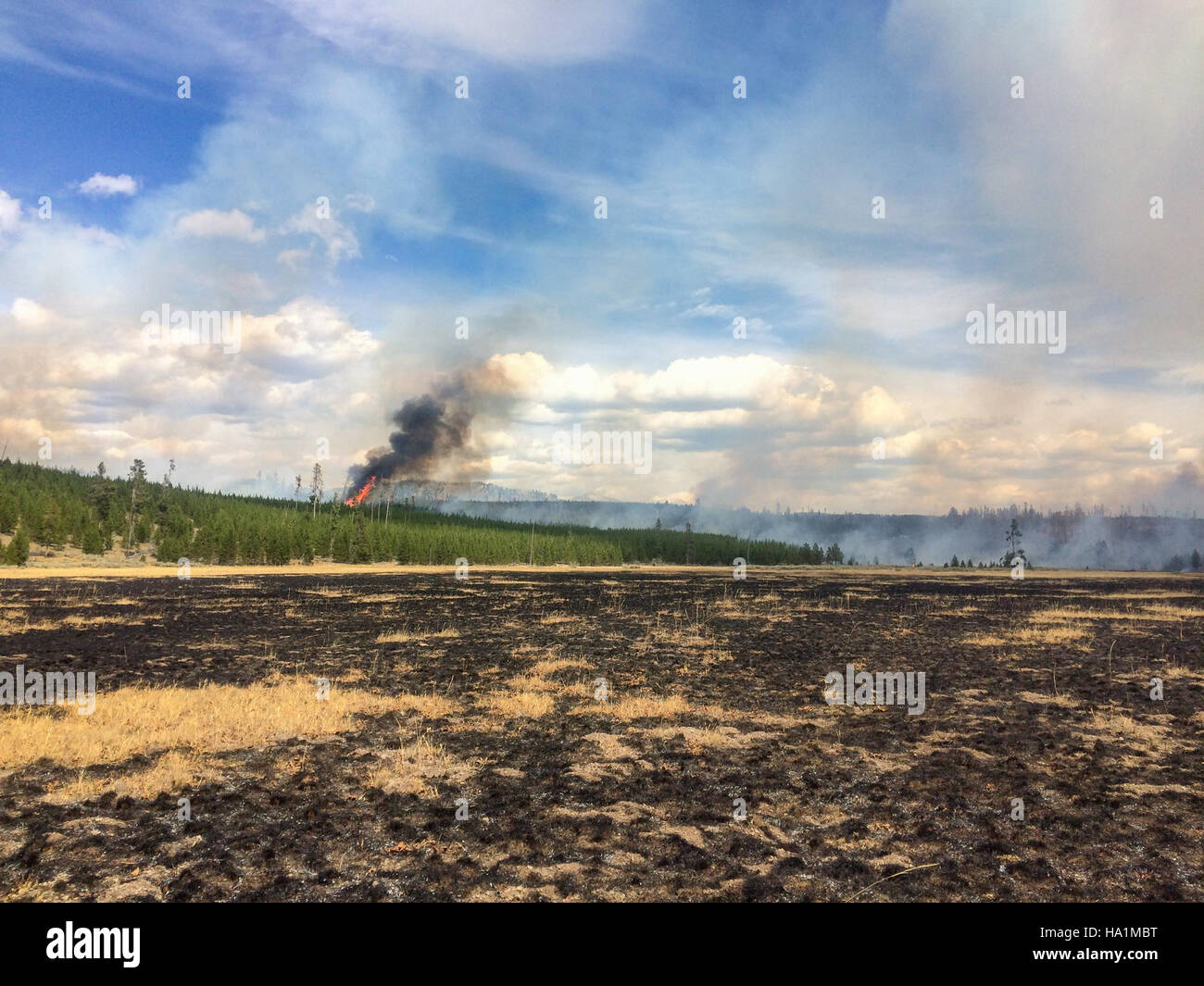 Yellowstone fire regrowth hi-res stock photography and images - Alamy