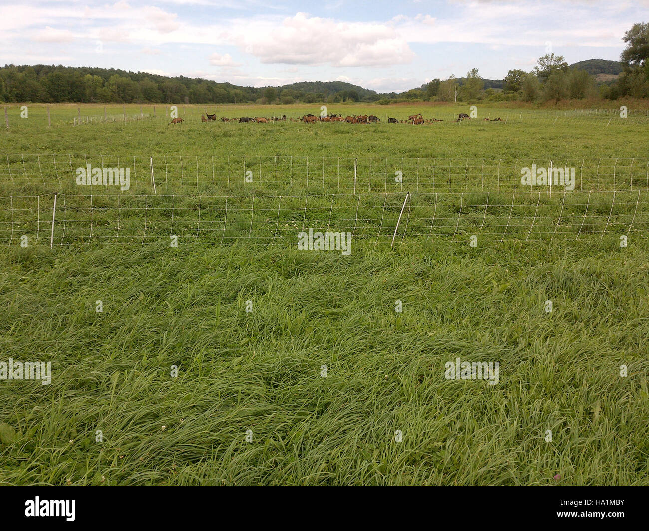 This image depicts a field of grass after a harvest, part of land ...