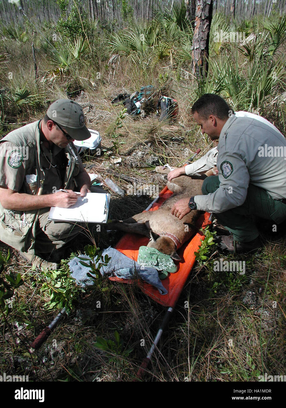 Research involving the radio collaring of a Florida Panther is ...