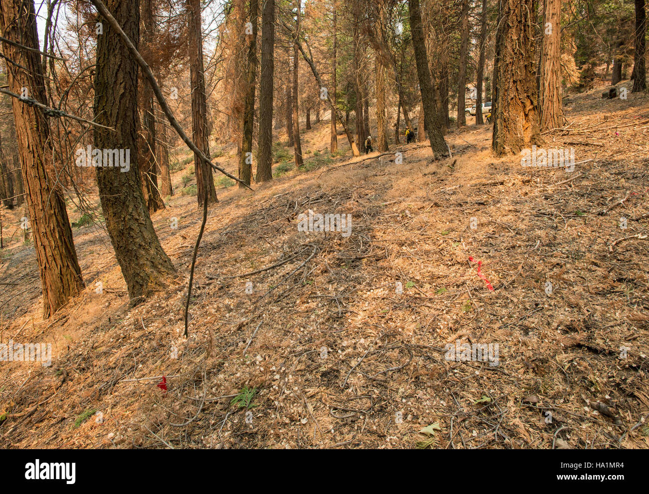 AMSET team assessing wildfire behavior in California's Sequoia National ...