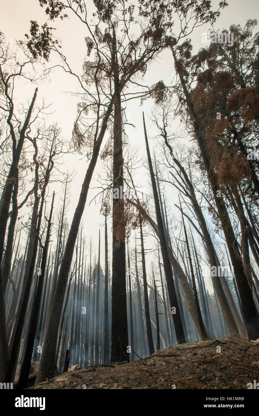 The USDA Department of Agriculture addresses wildfire management in ...