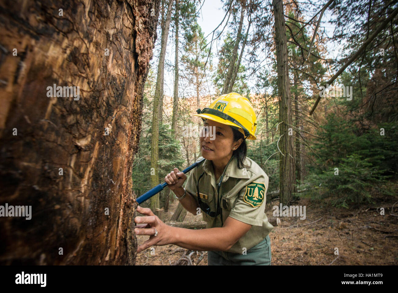 The USDA Forest Service conducts a forest fire management operation in ...