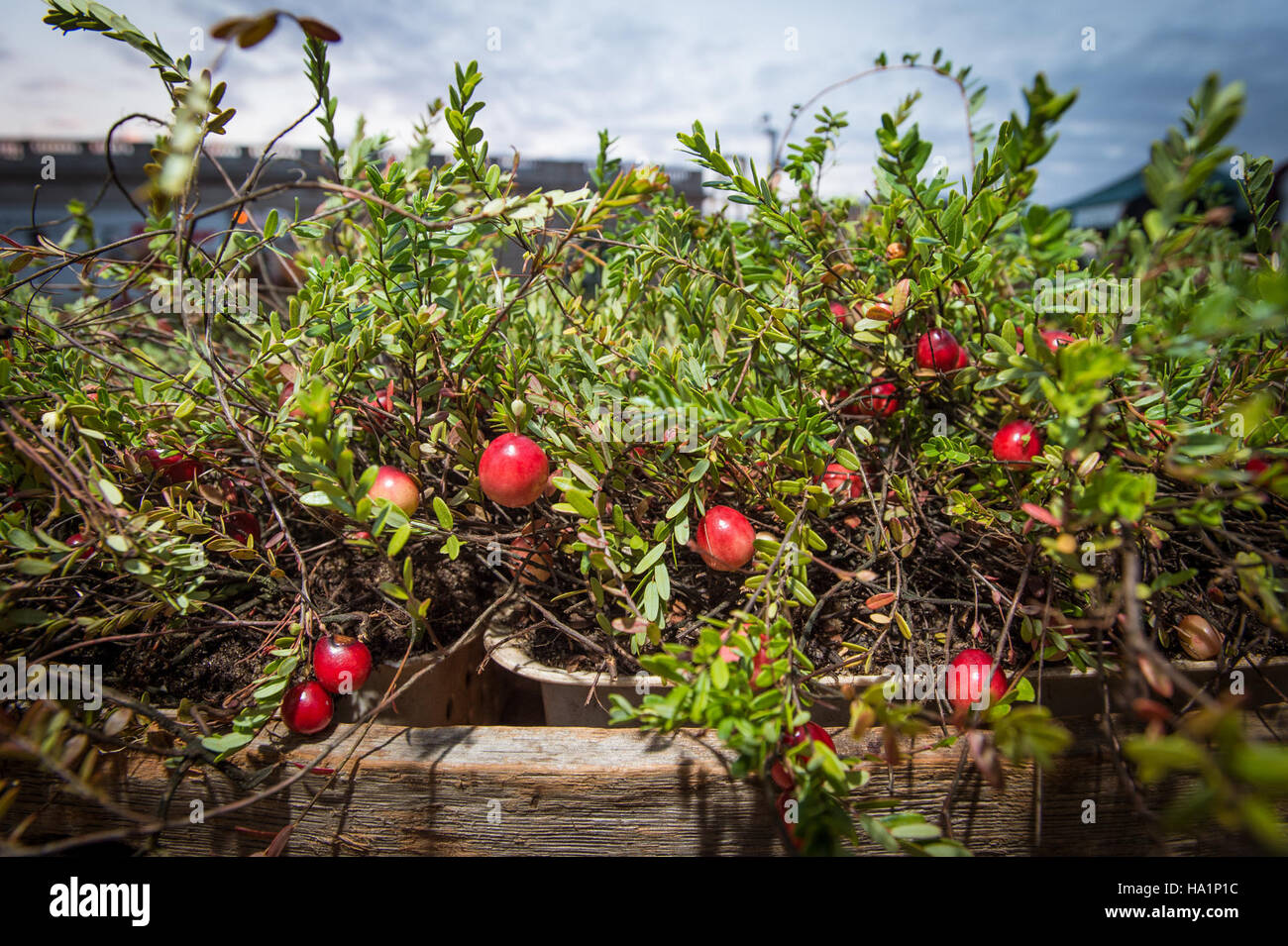The Ocean Spray plant in Washington, D.C. processes cranberries ...