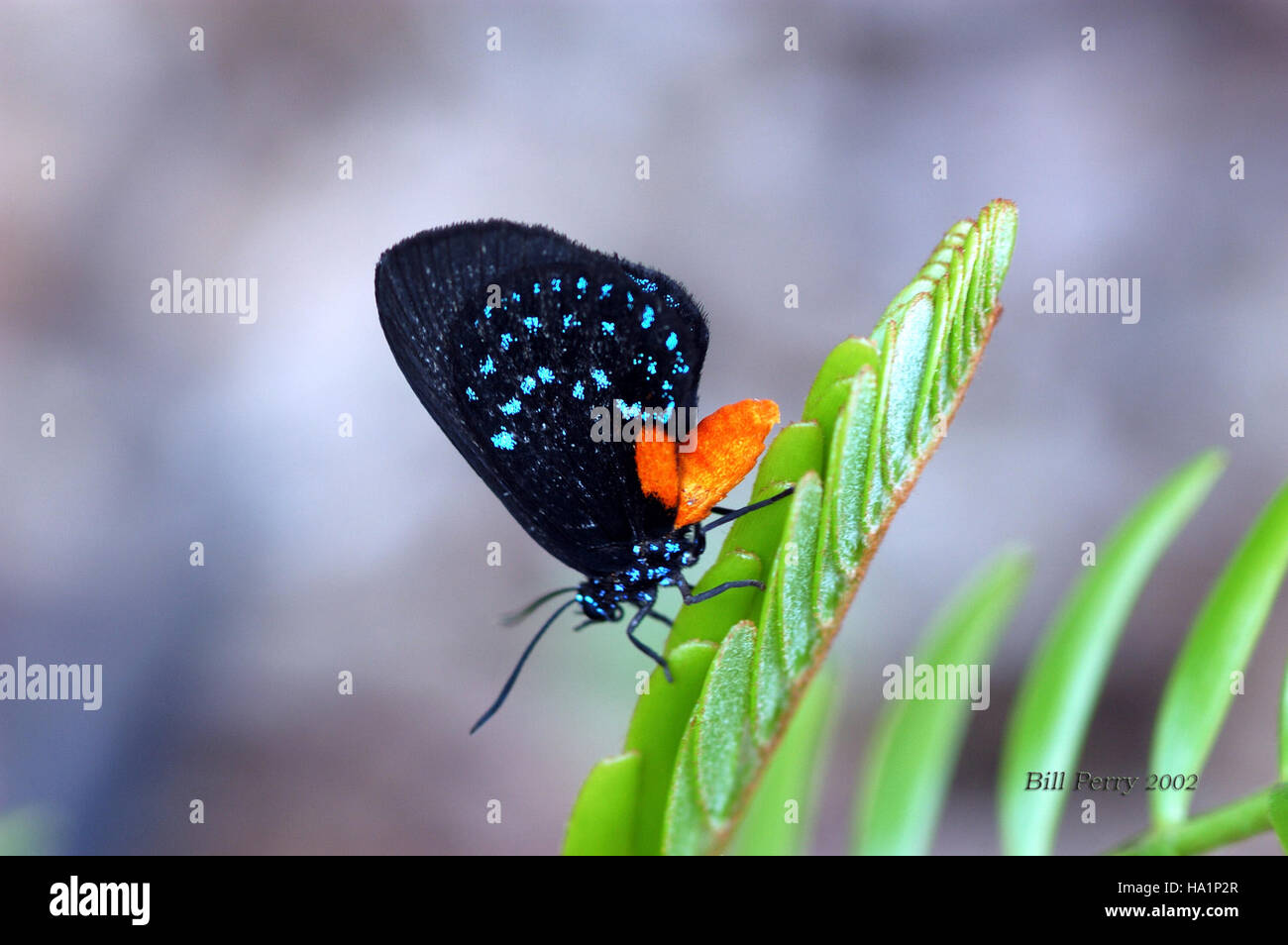 The Atala butterfly, an endangered species, is photographed at ...