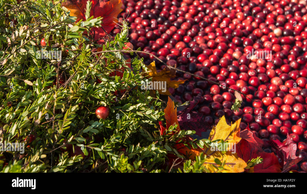 The USDA highlighted Ocean Spray's cranberry production in Washington ...