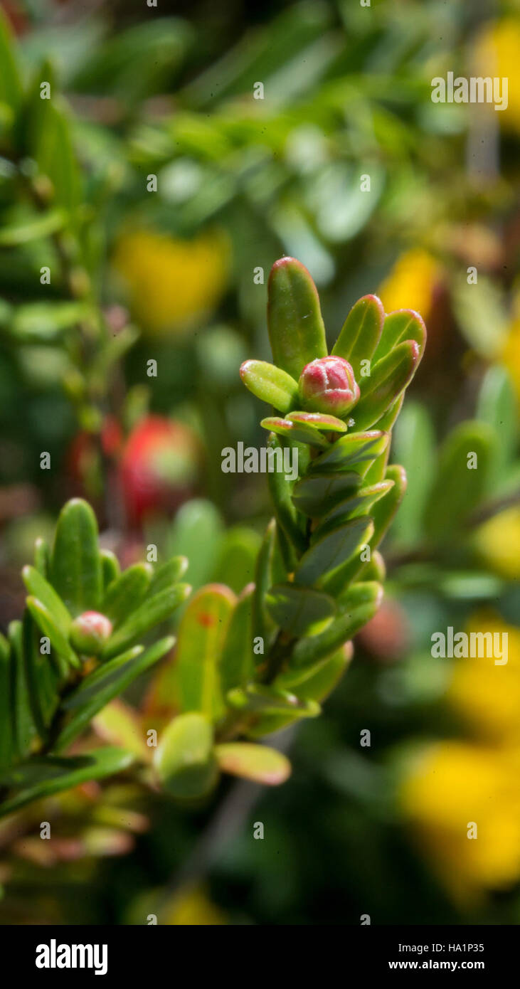 The Ocean Spray Plant in Washington D.C., a cooperative operation ...
