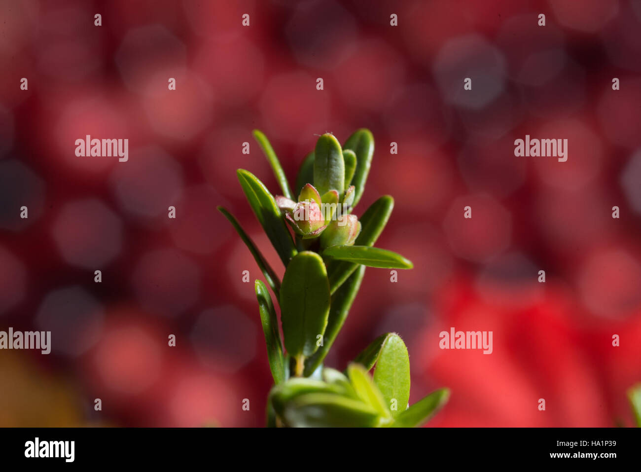 The Ocean Spray plant in Washington D.C. plays a key role in producing ...