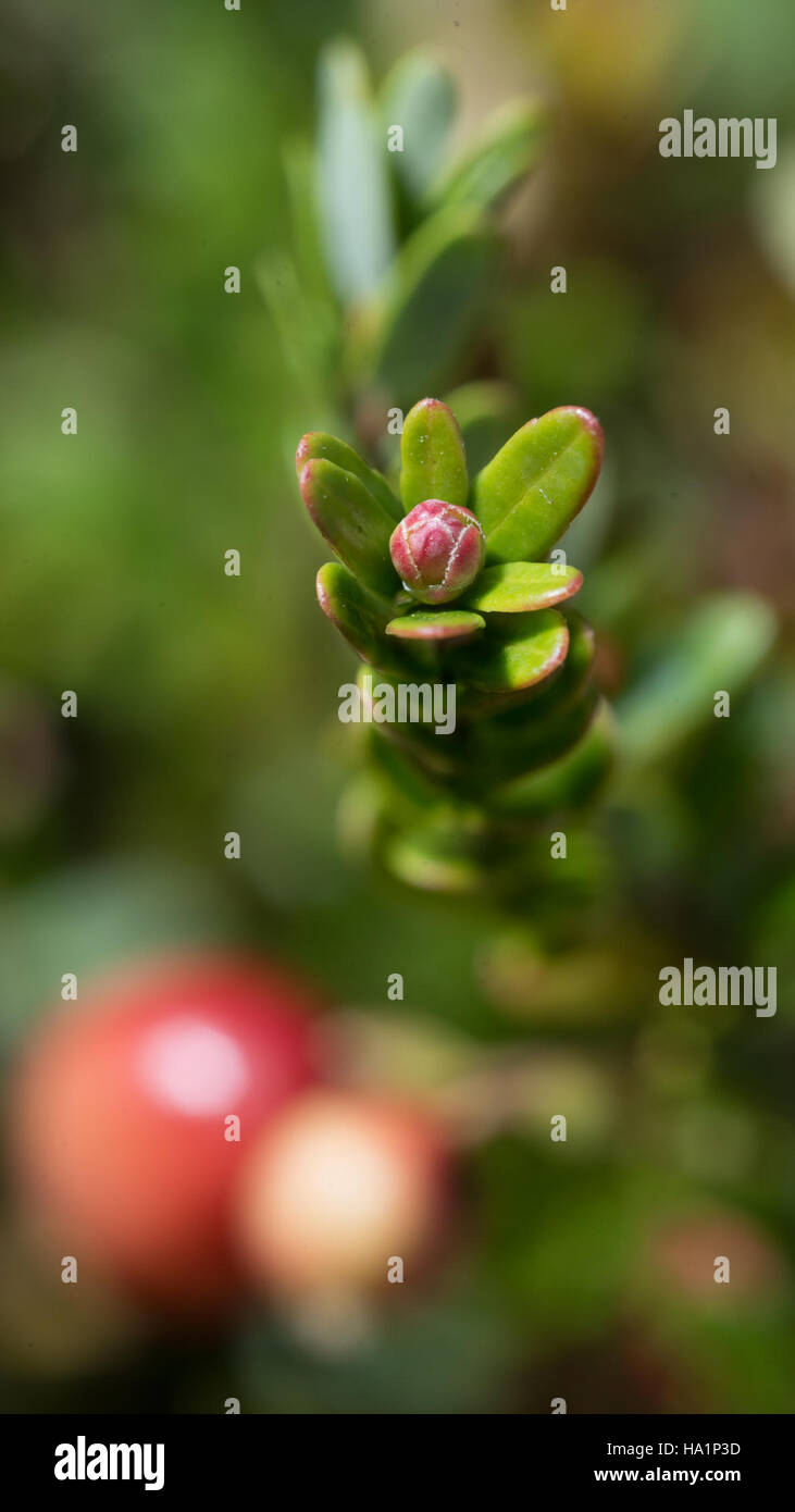 A view of the Ocean Spray plant in Washington, D.C., where cranberries ...
