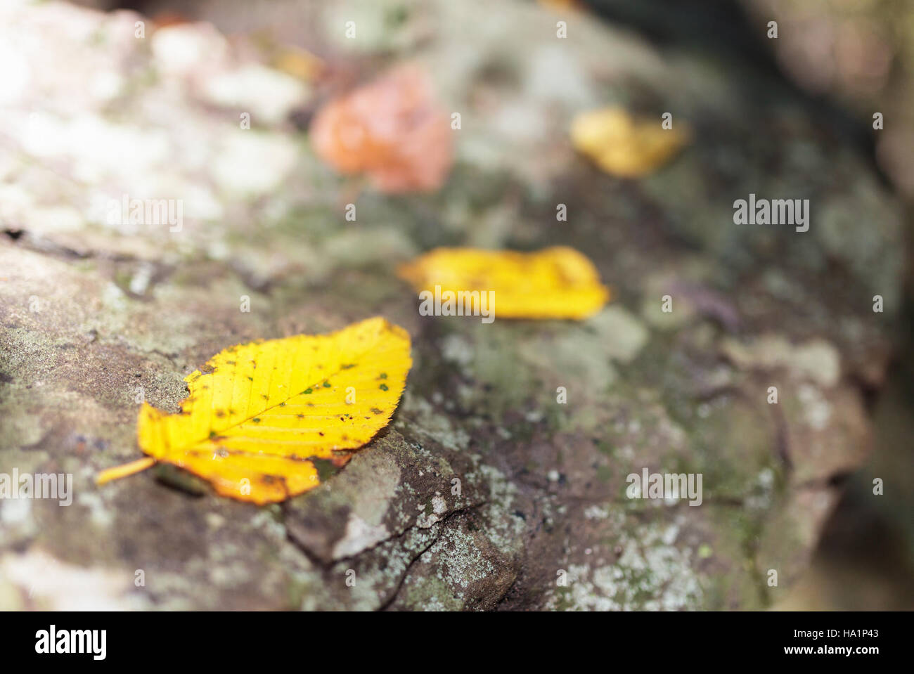An early fall scene along the Compton Gap Trail in Shenandoah National ...