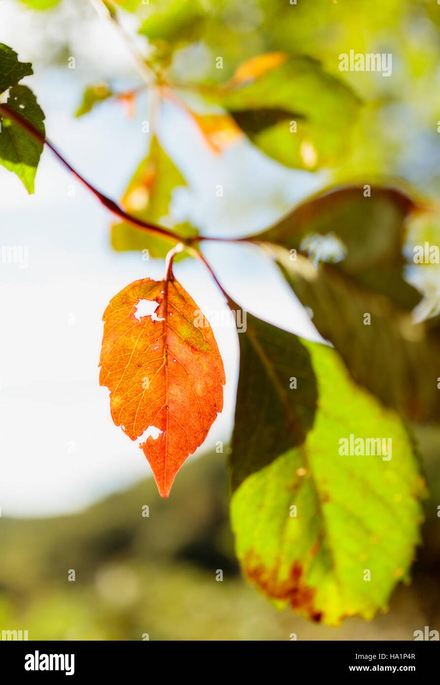 A photograph capturing the early fall season in a national park ...