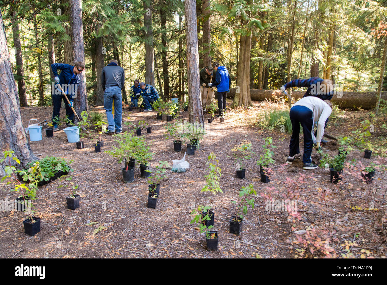 A project at Glacier National Park focused on planting and monitoring ...