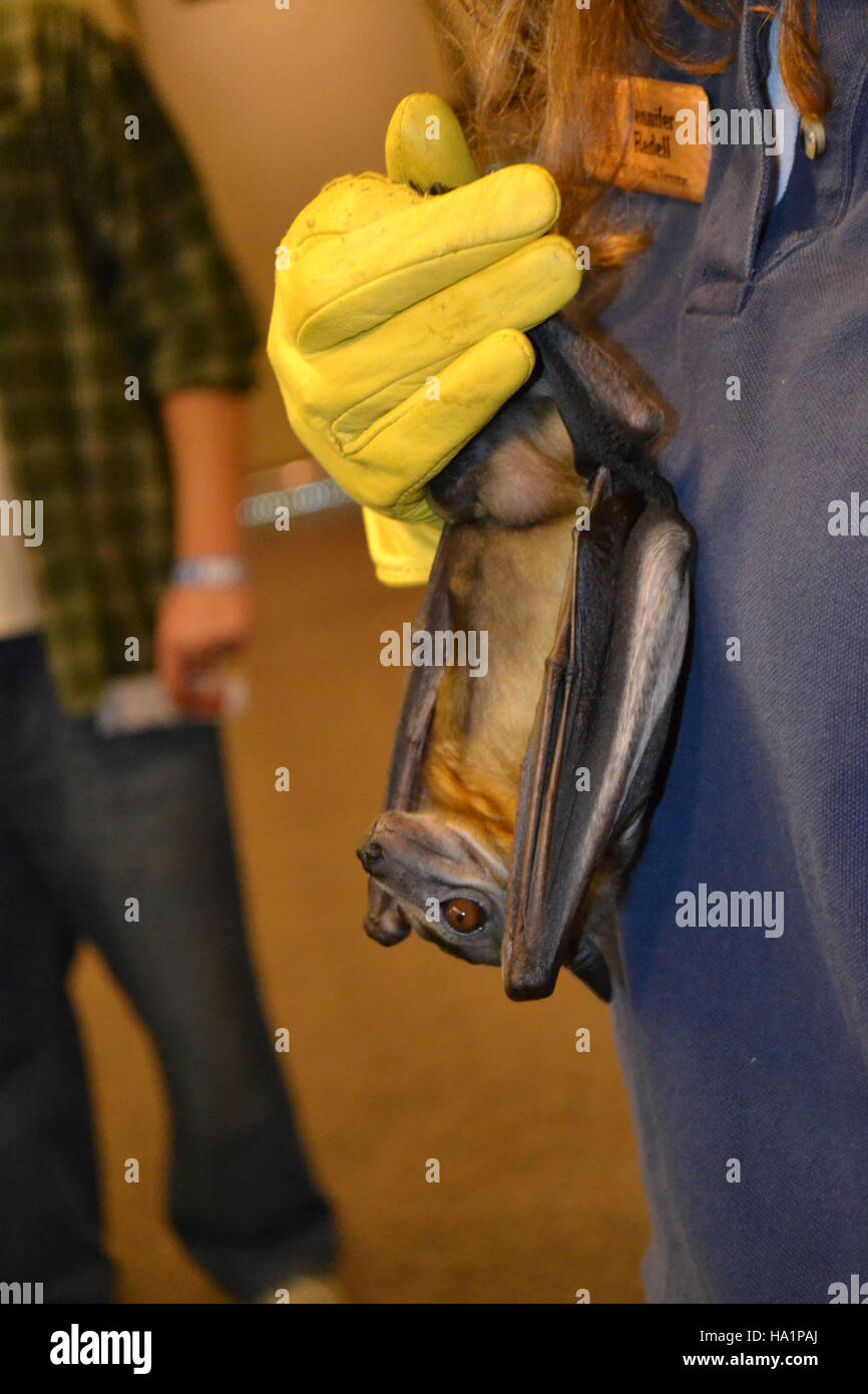 The image shows a straw-coloured fruit bat being held by Jennifer ...