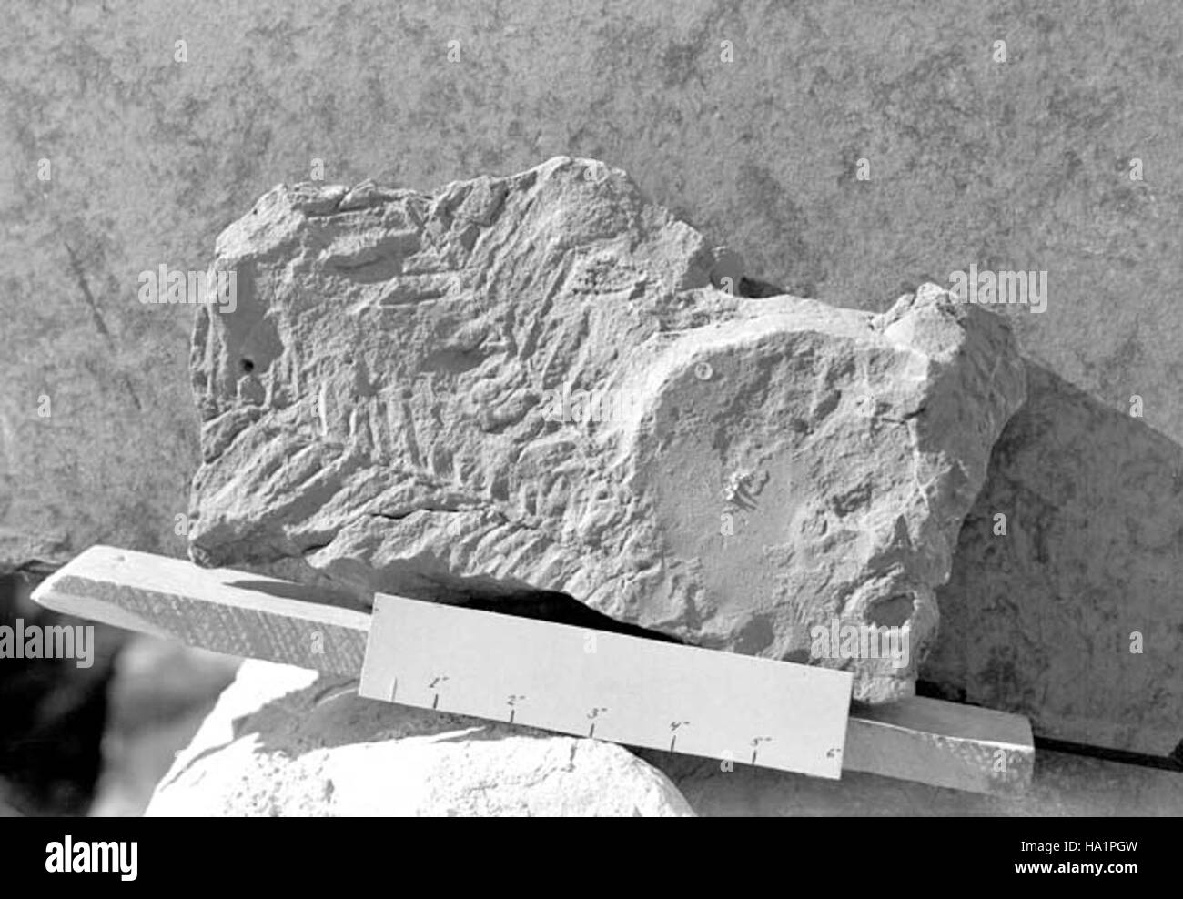 Botanical fossils Black and White Stock Photos & Images - Alamy