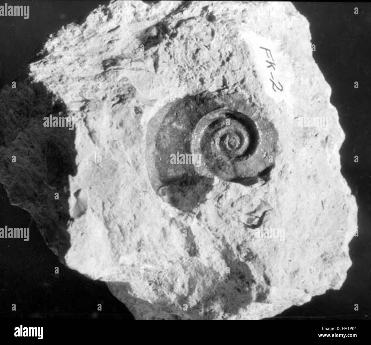 This image features a gastropod fossil from the Grand Canyon ...
