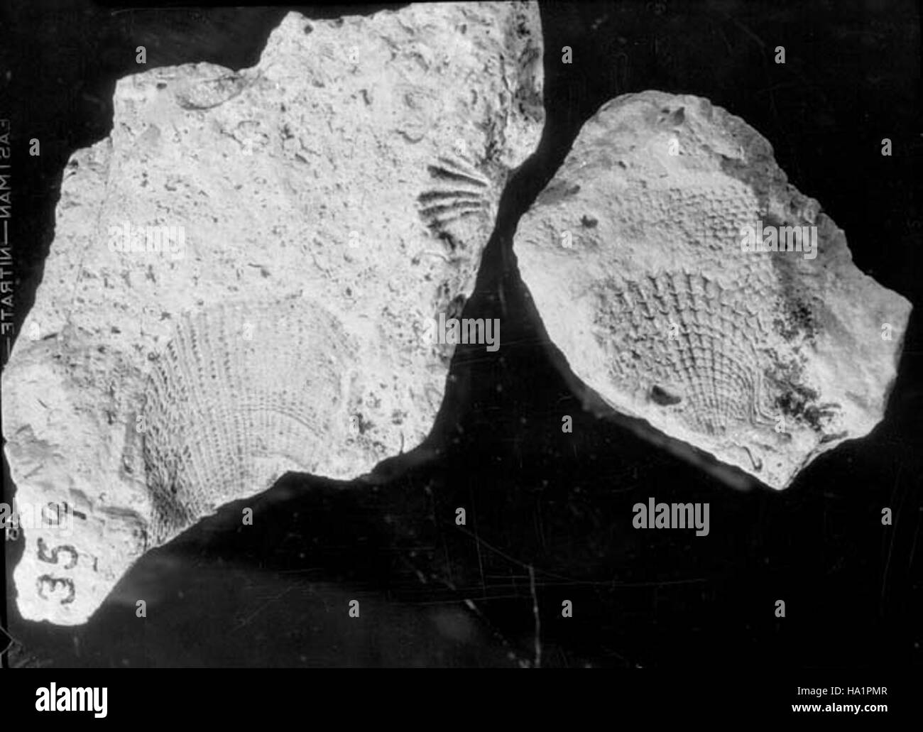 Pelecypod hi-res stock photography and images - Alamy