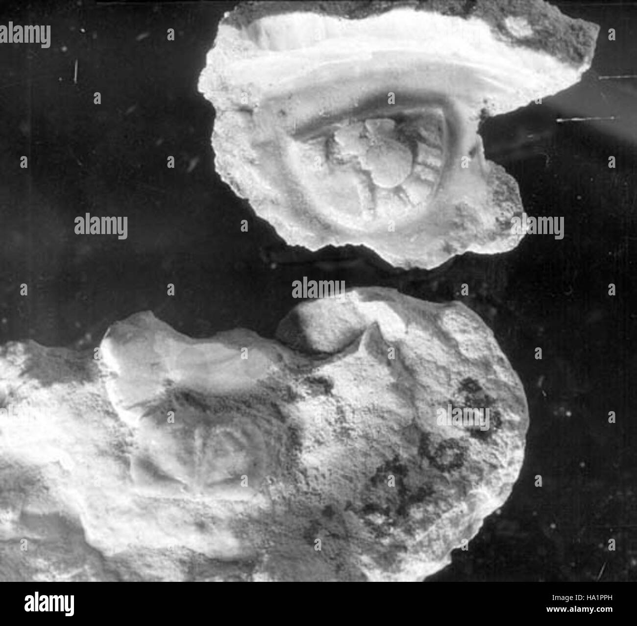 Marine fossils sedimentary rock Black and White Stock Photos & Images ...