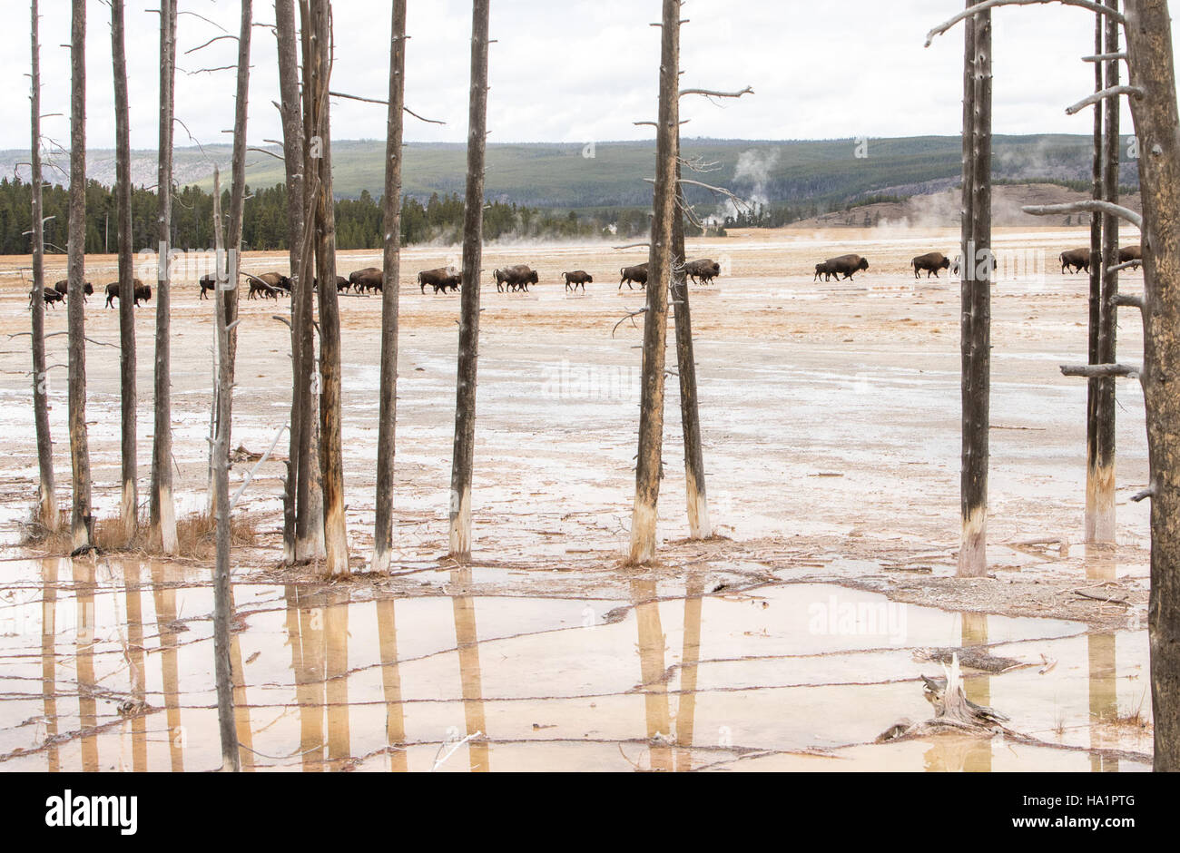 A bison grazes near the Fountain Paint Pots in Yellowstone National ...