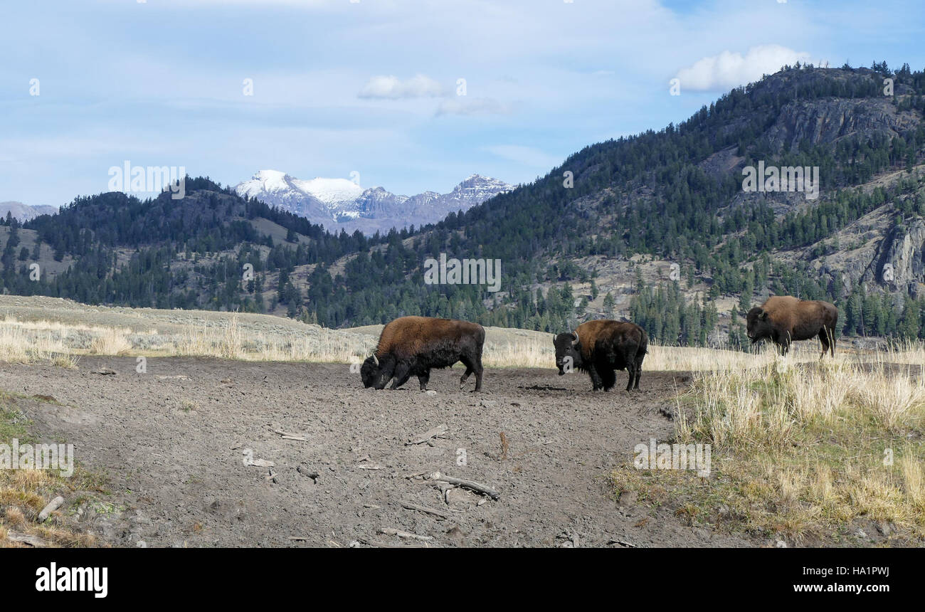 This image captures bison in Yellowstone National Park, an iconic ...