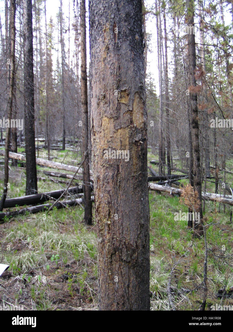 This image highlights the Rub Tree, part of the Northern Divide Grizzly ...