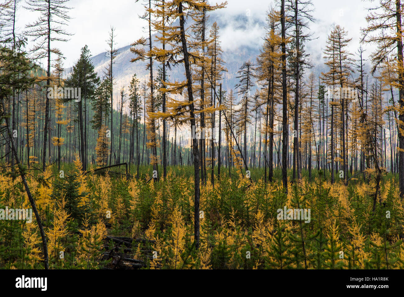 glaciernps 30652711826 Larch Trees in the North Fork Stock Photo - Alamy