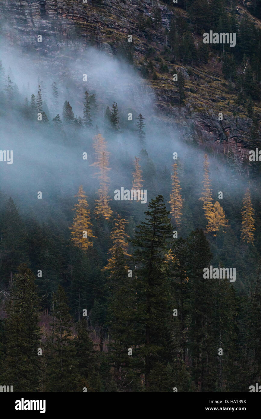 This image captures a hillside of Larch trees at Avalanche Lake in ...