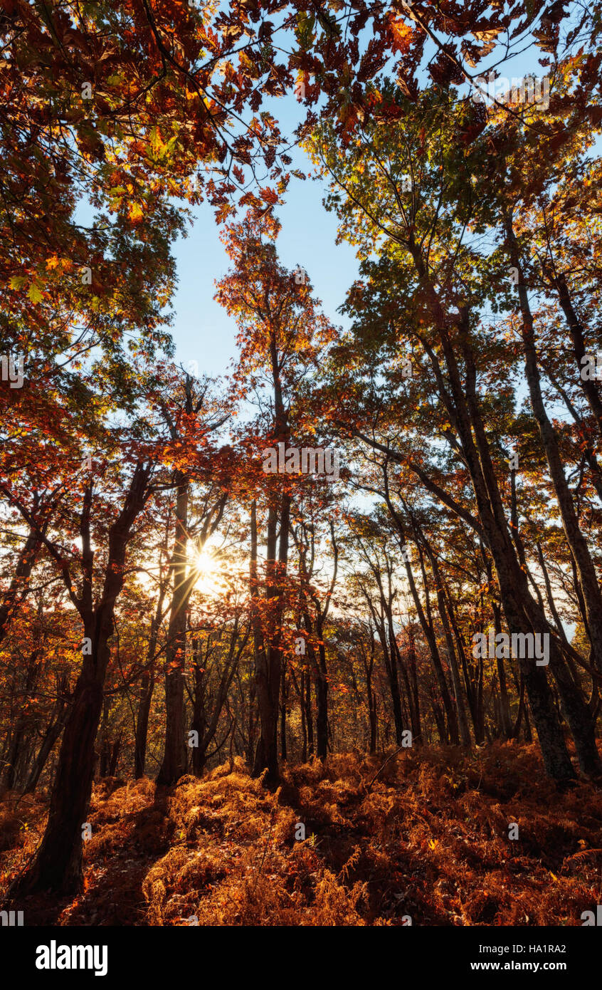 This image captures the golden light of sunshine streaming through a ...