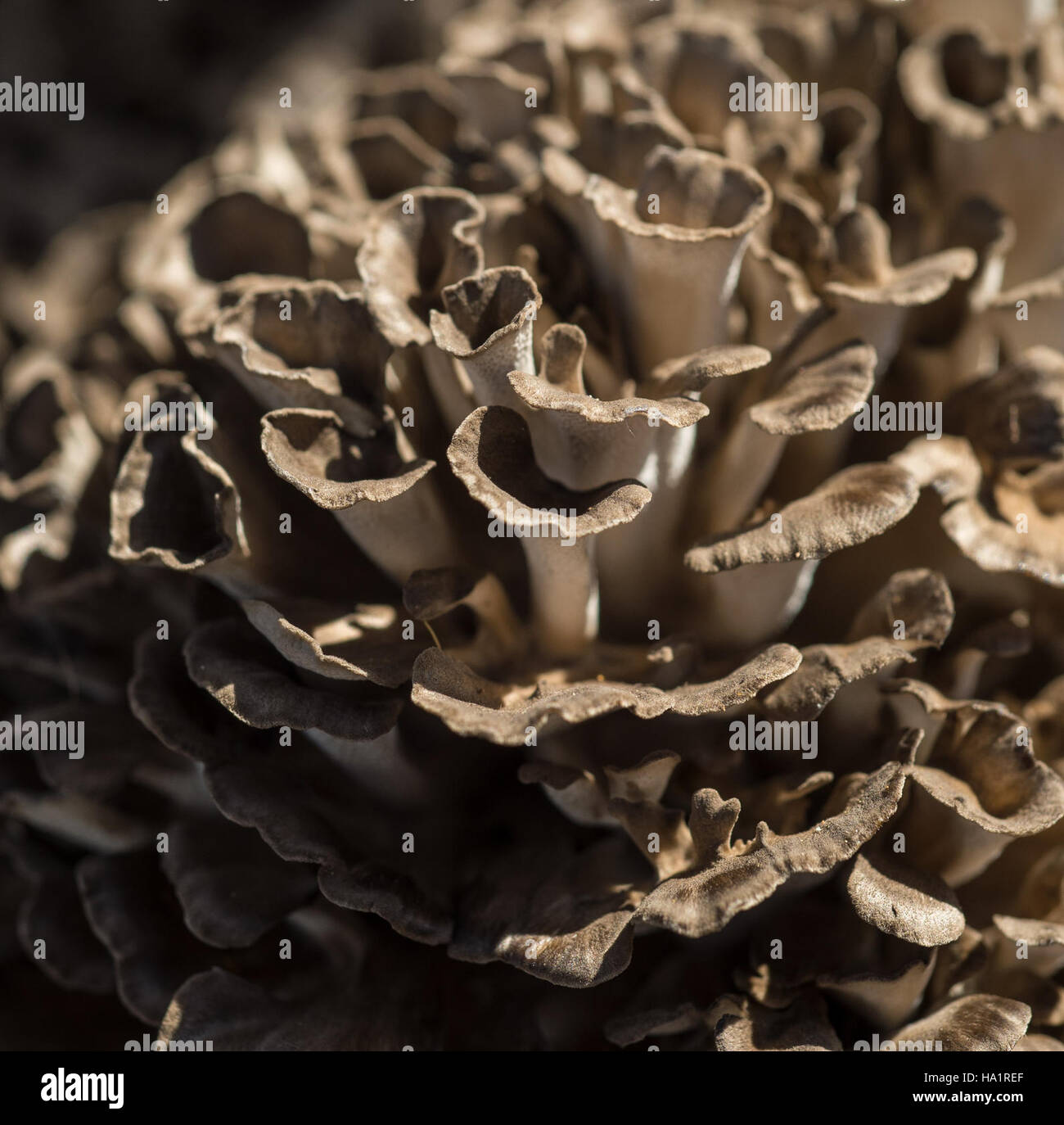 The USDA hosted a mushroom display at a farmers market, highlighting ...