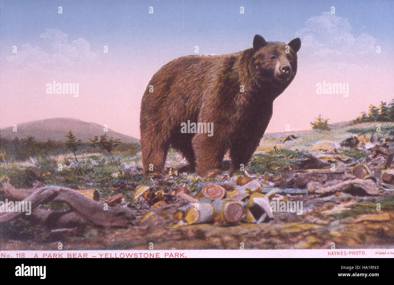 A black bear in Yellowstone National Park showcases the park's diverse ...