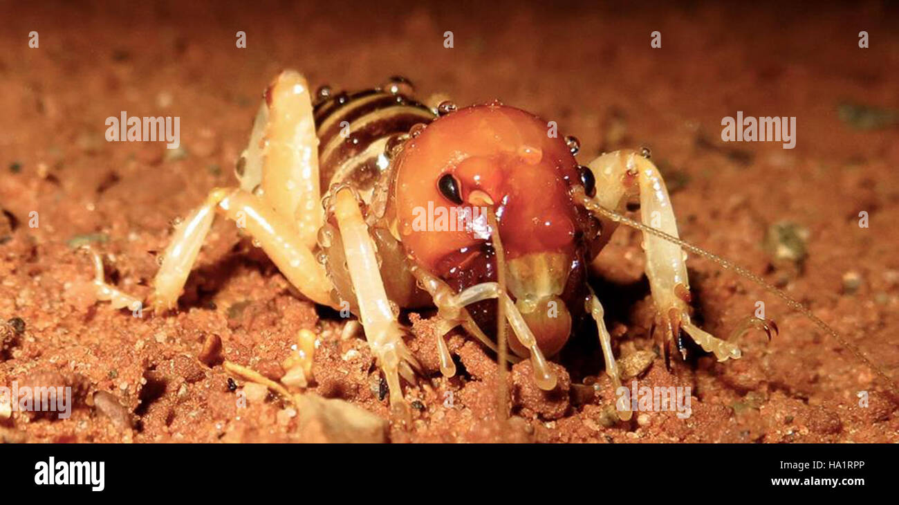 Jerusalem cricket hi-res stock photography and images - Alamy