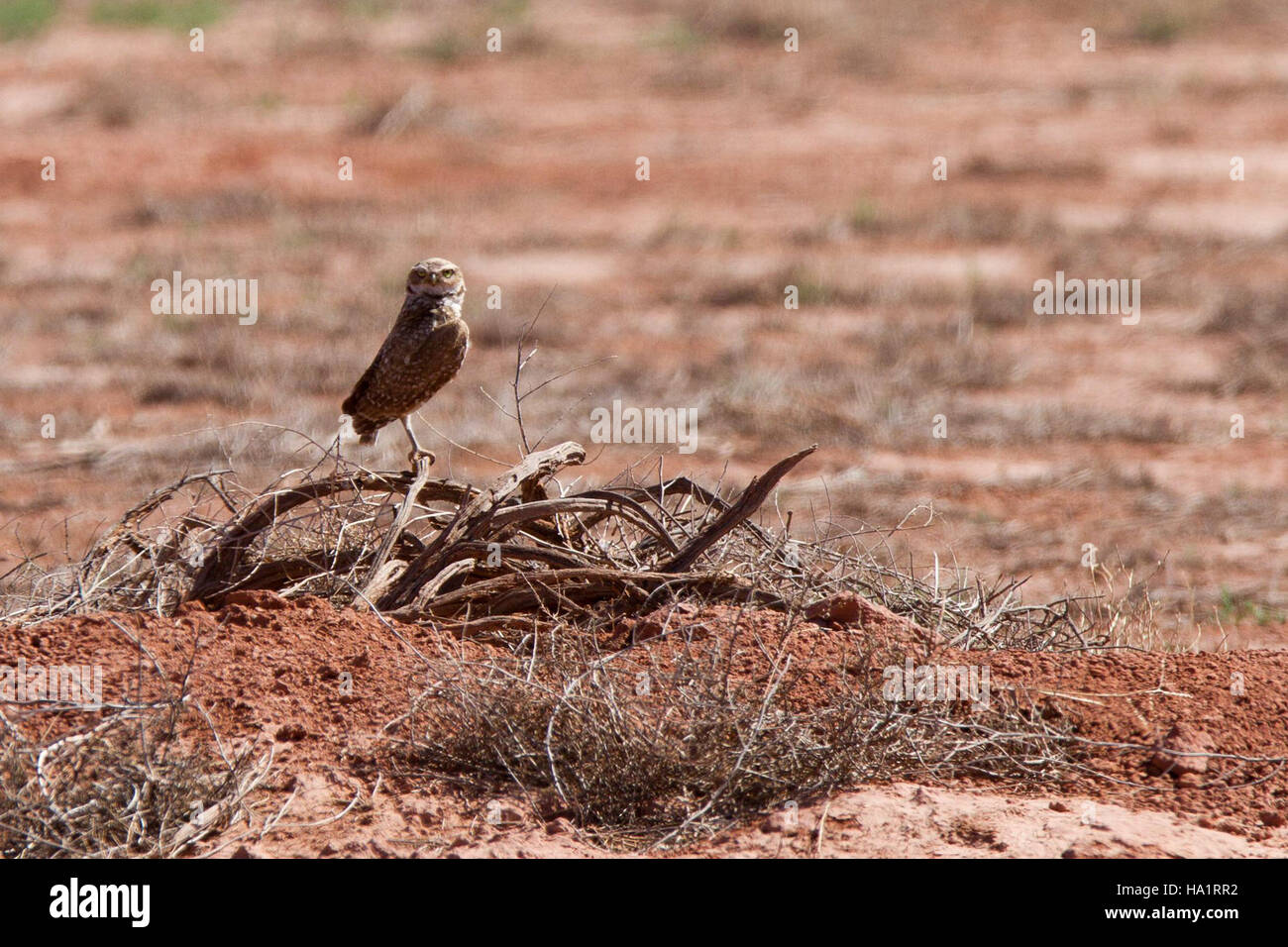 The Burrowing Owl, commonly seen in Arches National Park, is a small ...