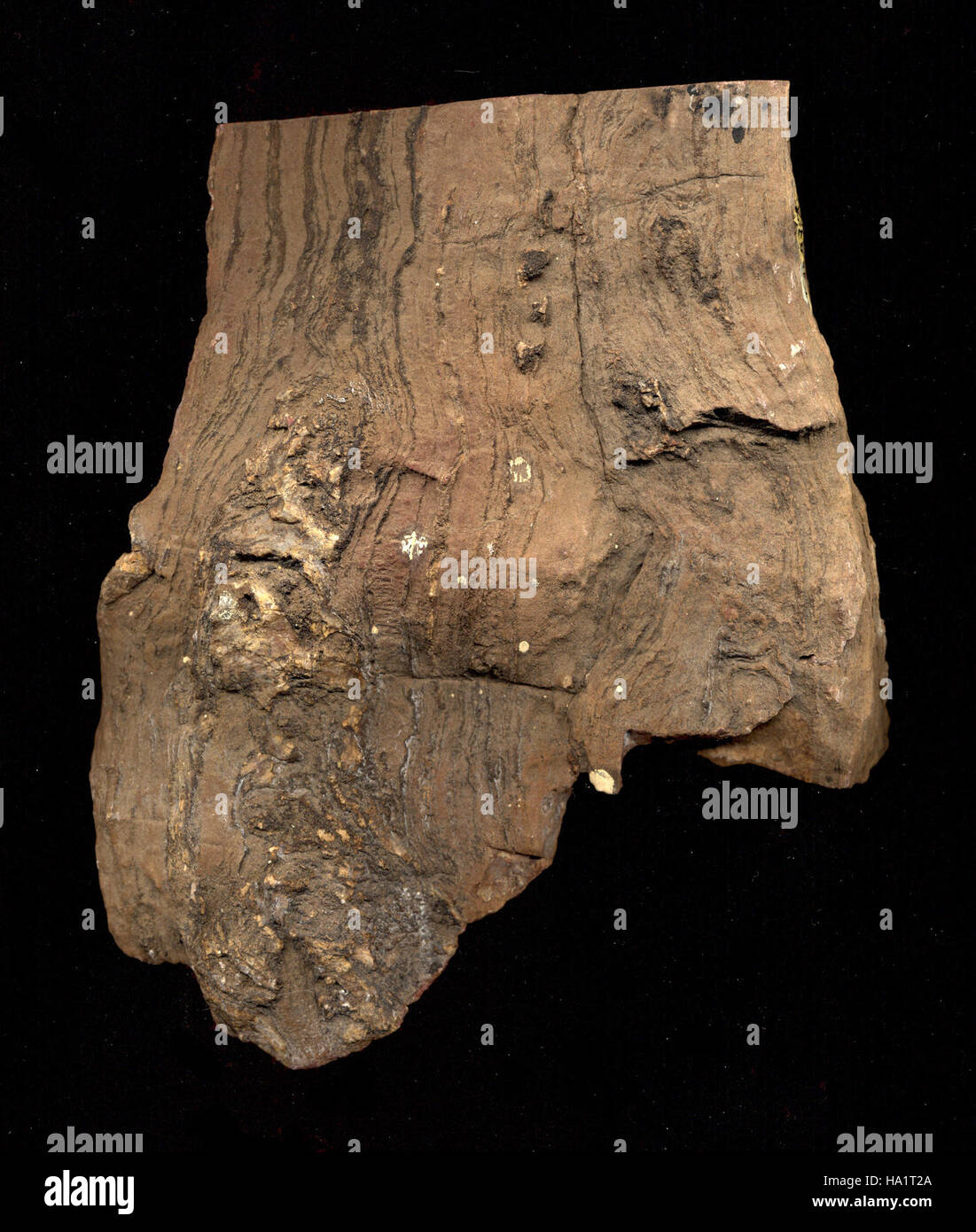 The Grand Canyon features a stromatite fossil embedded in Bass ...