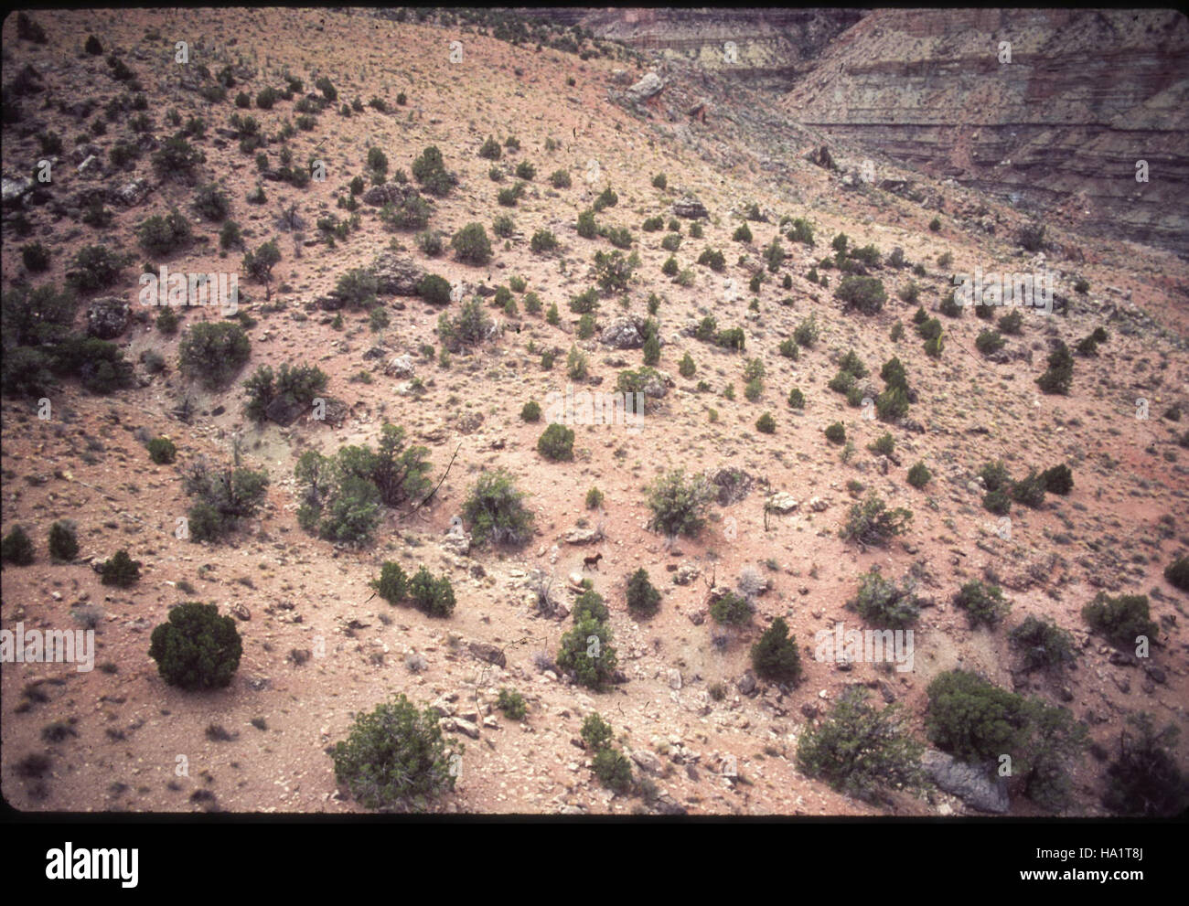 This aerial view of the Grand Canyon in 1975 shows damage caused by ...