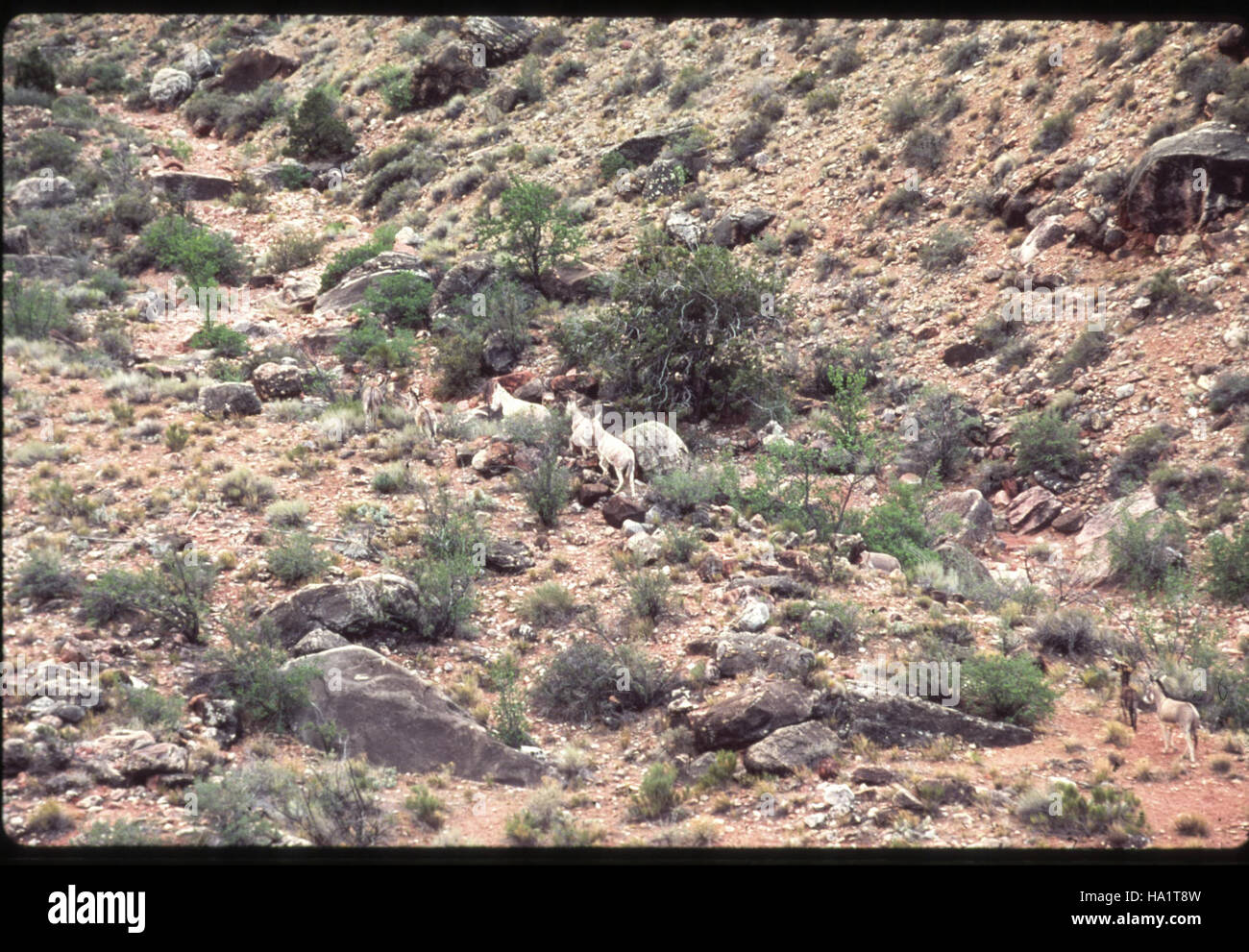 Aerial image showing the impact of burros on the Grand Canyon ecosystem ...