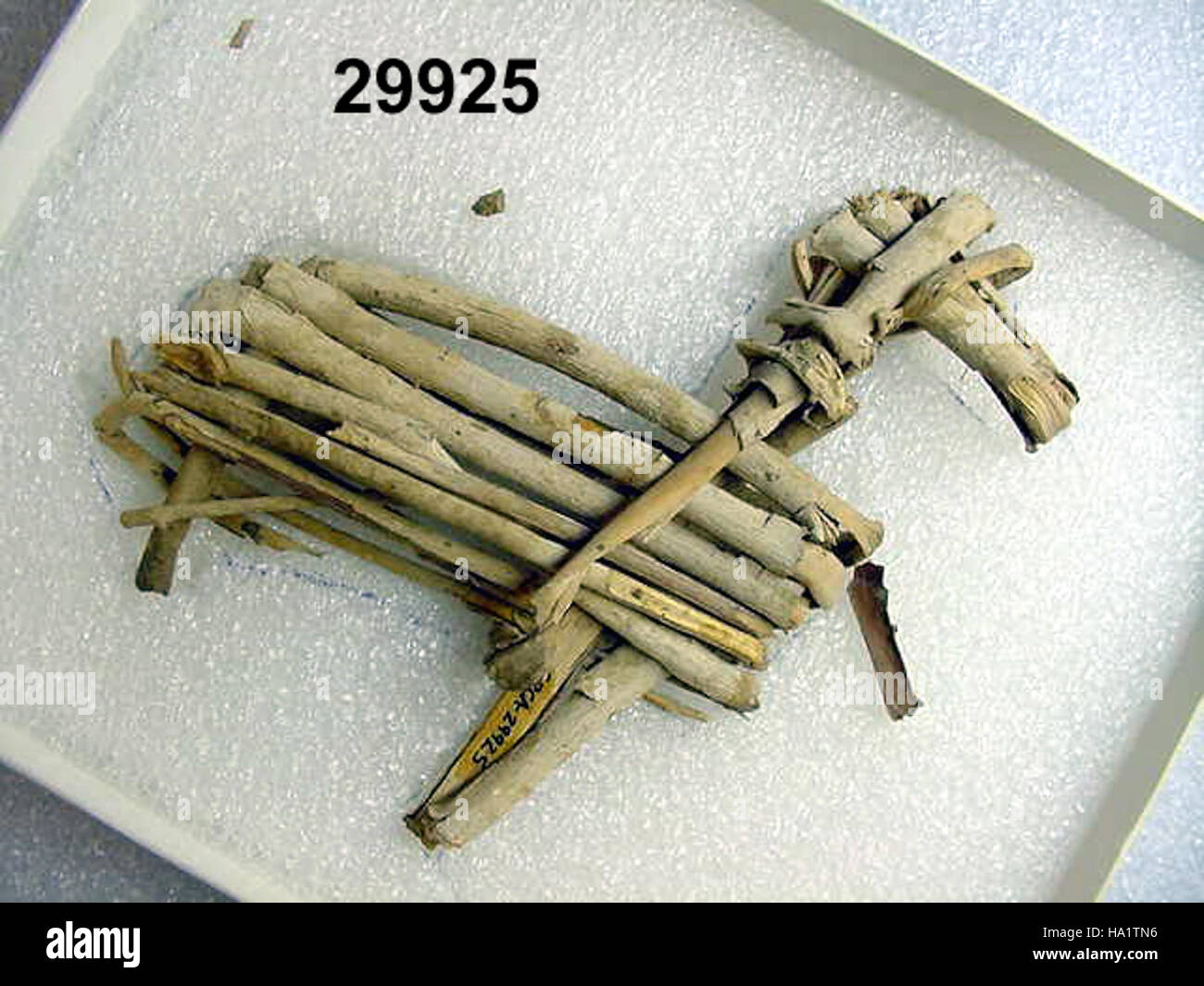 The Split-Twig Figurine, a prehistoric artifact, is displayed at Grand ...